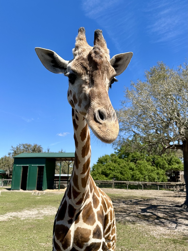 Giraffe Ranch In Dade City, FL: A Wild Safari Adventure In Central ...